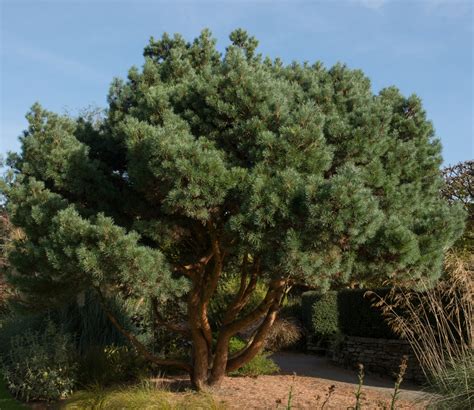 Waldkiefer Im Garten Ziehen So Fühlt Sie Sich Pudelwohl