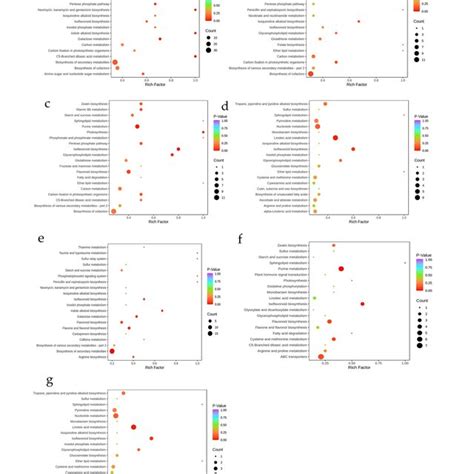 Orthogonal Partial Least Squares Discriminant Analysis Opls Da