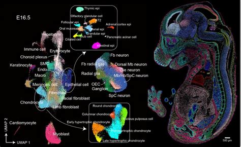 Bgi Stomics On Linkedin Cell Bgi Stomics