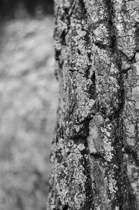 El Tronco De Un árbol Grande Grande Con El Musgo a La Derecha Monocrom
