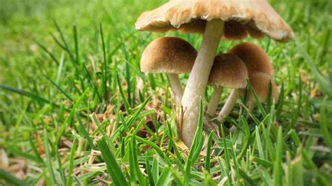 How To Get Rid Of Mushrooms In Mulch Effective Methods