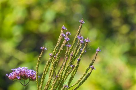 Beautiful Purple Flowers Of Verbena Hastata American Vervain Blue