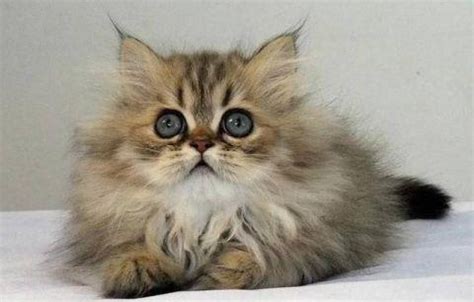 盘点最受欢迎的宠物猫品种 十大最受欢迎的猫品种排行榜