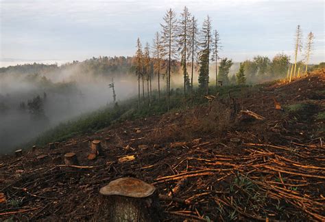 Wälder in NRW Verschärfte Borkenkäfer Lage NRW stockt Hilfe auf