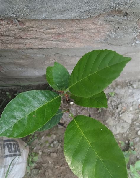 Tree Growth Process