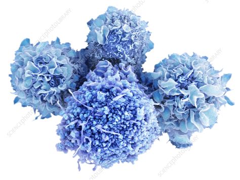 Human Dendritic Cells Sem Stock Image C056 0797 Science Photo Library