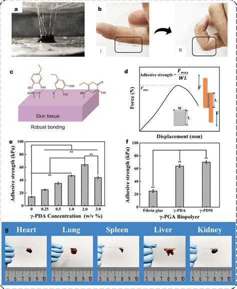 Evaluation of the in vitro adhesive performance of the γ PGA hydrogels