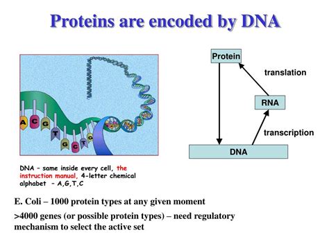 Ppt Gene Regulatory Networks Powerpoint Presentation Free Download