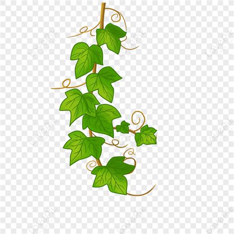 Smooth Ivy Clip Art Beautify Environment Beautiful Leaves Png Image And Clipart Image For Free