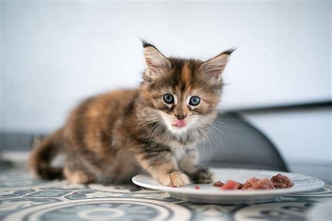 The Best Maine Coon Feeding Schedule According To Experts