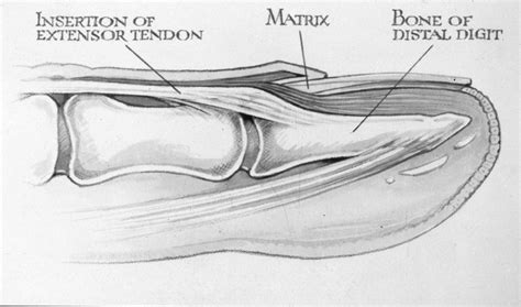 Drawing Of Surgical Anatomy Of The Nail Unit Download Scientific Diagram