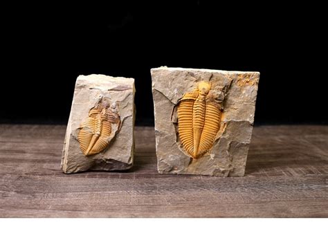 湖南湘西三叶虫化石原石头古海洋生物化石王冠虫教学标本收藏科普 阿里巴巴