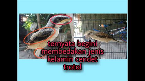 59 Harga Cendet Sembur