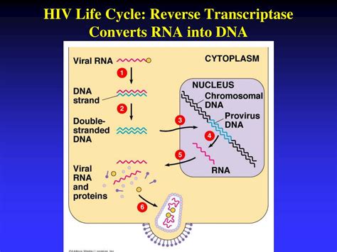 Ppt Chapter 18 Aids And Other Immune Disorders Powerpoint Presentation Id5167199