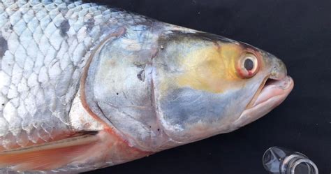 បទយកការណ៍៖ ត្រី ប៉ាសាណាក់ បង្ហាញវត្តមានឡើងវិញនៅទន្លេមេគង្គកម្ពុជា