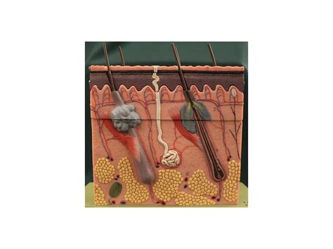 Skin Diagram Diagram Quizlet