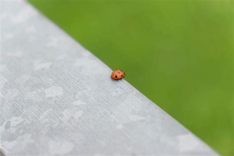 Ladybug Macro Close Up Free Photo On Pixabay
