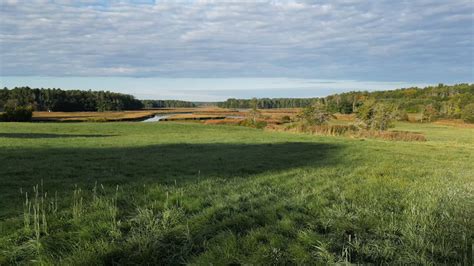 Royalty Free Stock Grass Field Meadow Video Footage Clip