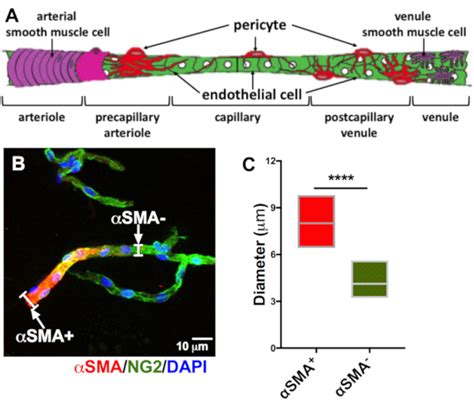 Reliable Isolation Of Central Nervous System Microvessels Across Five Vertebrate Groups Protocol