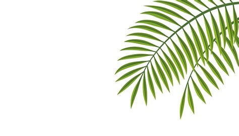 Free Clipart Of Palm Leaves Download Free Clipart Of Palm Leaves Png