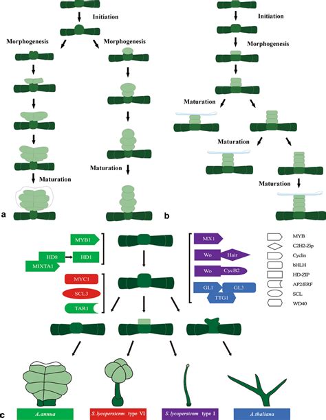 Model Of GT And NGT Development A Two Types Of GTs In A Argyi B One Download Scientific