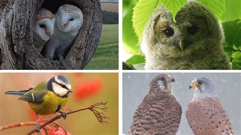 My Yorkshire Year Discover Wildlife Robert E Fuller Youtube