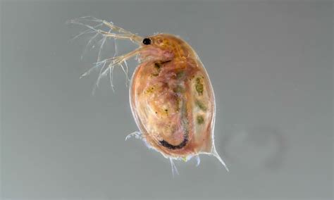 Daphnia Magna Freshwater Biodiversity Portal Of Bangladesh
