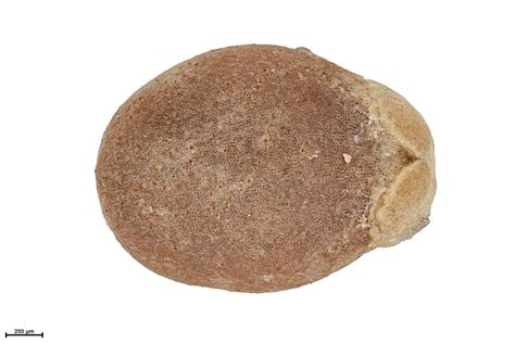 Sicyos Pachycarpus Seeds Of Hawaii