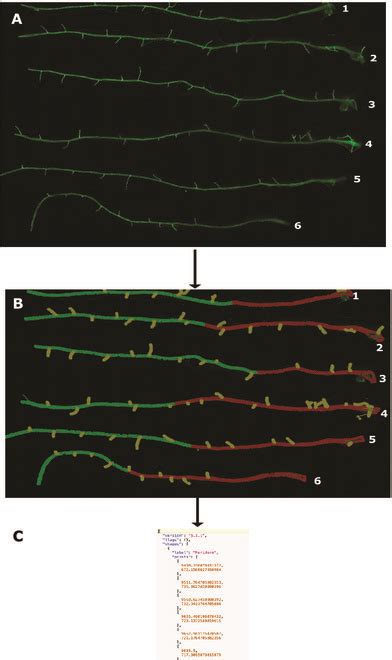 Manual Versus Pipeline Segmentation Benchmark A Upper Panel Shows An Download Scientific