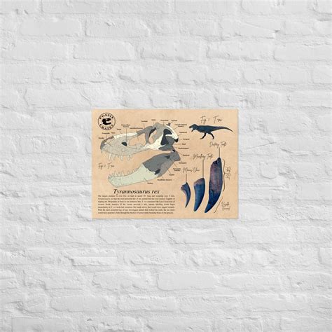 Tyrannosaurus Rex Skull Anatomy Poster Fossil Crates
