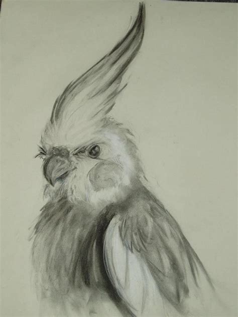 Cockatiel Drawing