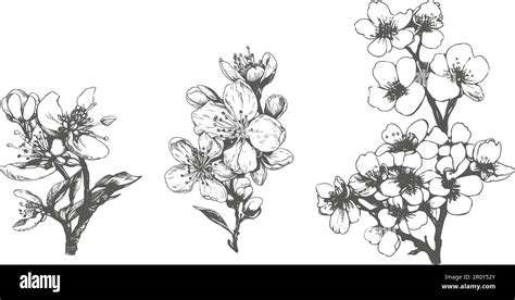 Modern Minimalist Hand Drawn Line Ink Style Sketch Drawing Of Sakura