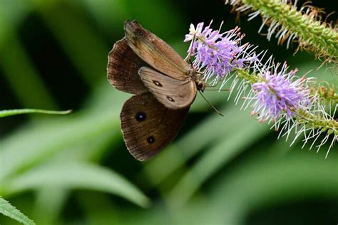Dsc By Miyamasampo Id Photohito