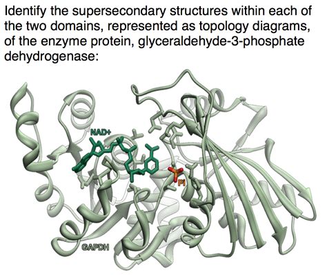 Solved Identify The Supersecondary Structures Within Each