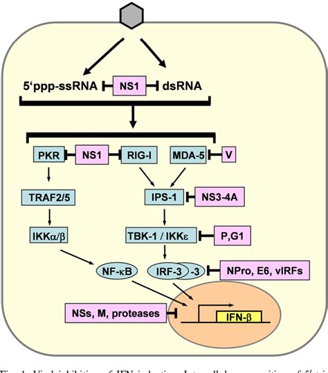 Figure 1 From Viral Suppression Of The Interferon System Semantic Scholar