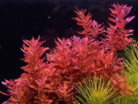 Ротала Макрандра “мини” (Rotala macrandra “mini”) 3 веточки – AQUARIUM 38