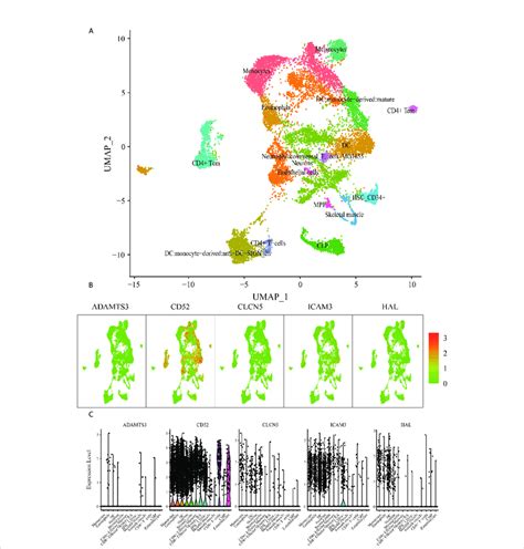 Scrna Analysis Of Hub Genes A Clustering Analysis Of The Umap Plot