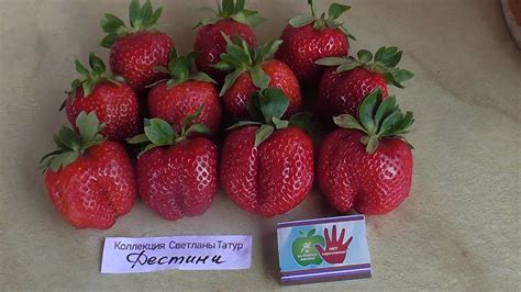 ДЕСТИНИ - один из лучших голландских сортов клубники позднего срока ...