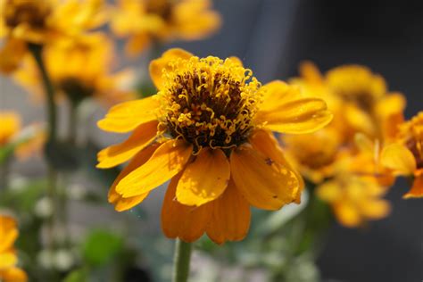 Banco De Imagens Natureza Flor Plantar Flor Pétala Varanda