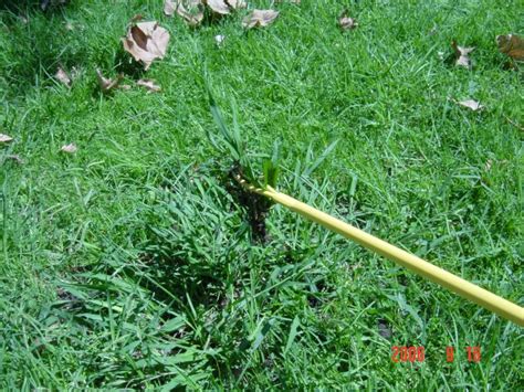 Crabgrass Control Removal Killer Crab Grass Weed Twister Remover Vs