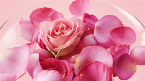 Обои розовый розовые лепестки цветы 1366x768 от Xelena картинки на рабочий стол и заставки
