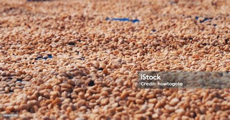 생 커피 원두는 에코 농장에서 볶지 않은 마른 녹색 씨앗 곡물을 쌓습니다 아로마 에스프레소 농장 식물 커피 콩 농업 개체 햇볕에 말린 신선도 아라비카 가공 수확 블랙 커피