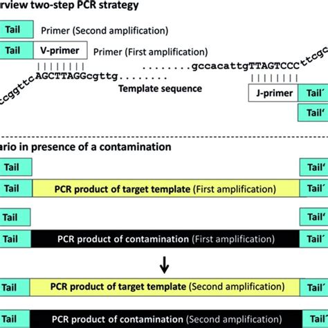 Scheme Of A Standard Two Step Pcr Approach In A Two Step Pcr Strategy