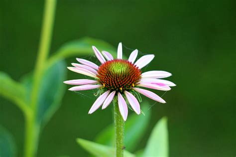 갓 열다 좁은 잎 보라색 콘플라워 또는 에키네시아 Angustifolia 밝은 보라색 다년생 꽃 뾰족한 어두운 갈색 에 빨간