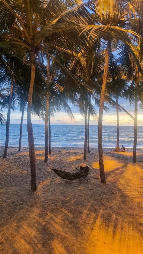 Dongtan Beach Pattaya Jomtien Thailand Palm Trees On The Beach During