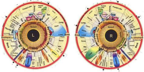 What Is Iridology Diagnosis Chart Maikong Iridology Camera