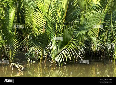 Breathing Roots Of Keora Trees At The World Largest Mangrove Forest