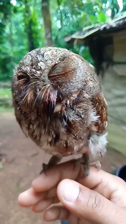 ඇහැක් තුවාල වෙලා හිටියේ දැං හොදයි එයා ගියා 🦉🦉🦉 Youtube