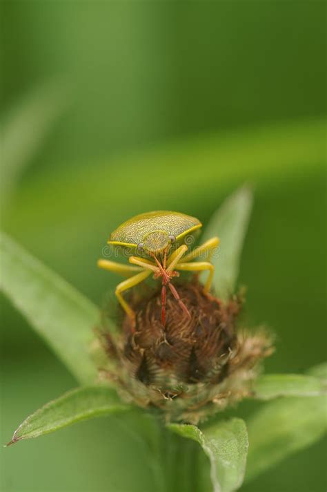 Closeup On A Colorful Adult Gorse Shield Bug Piezodorus Lituratus