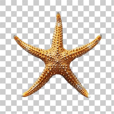 Premium Psd Brown Starfish On White Background